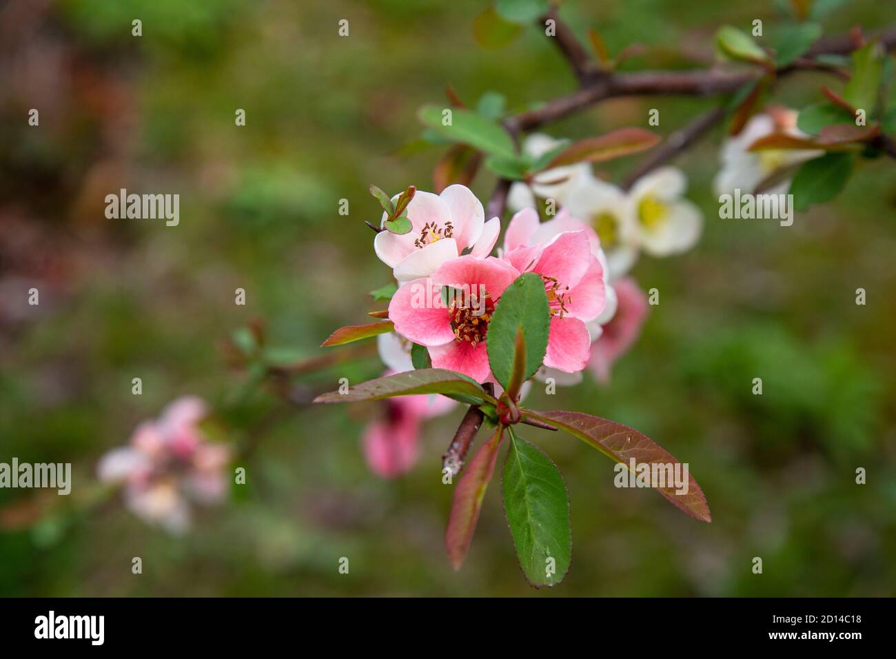 Spring blossom background. Beautiful nature scene with blooming tree ...