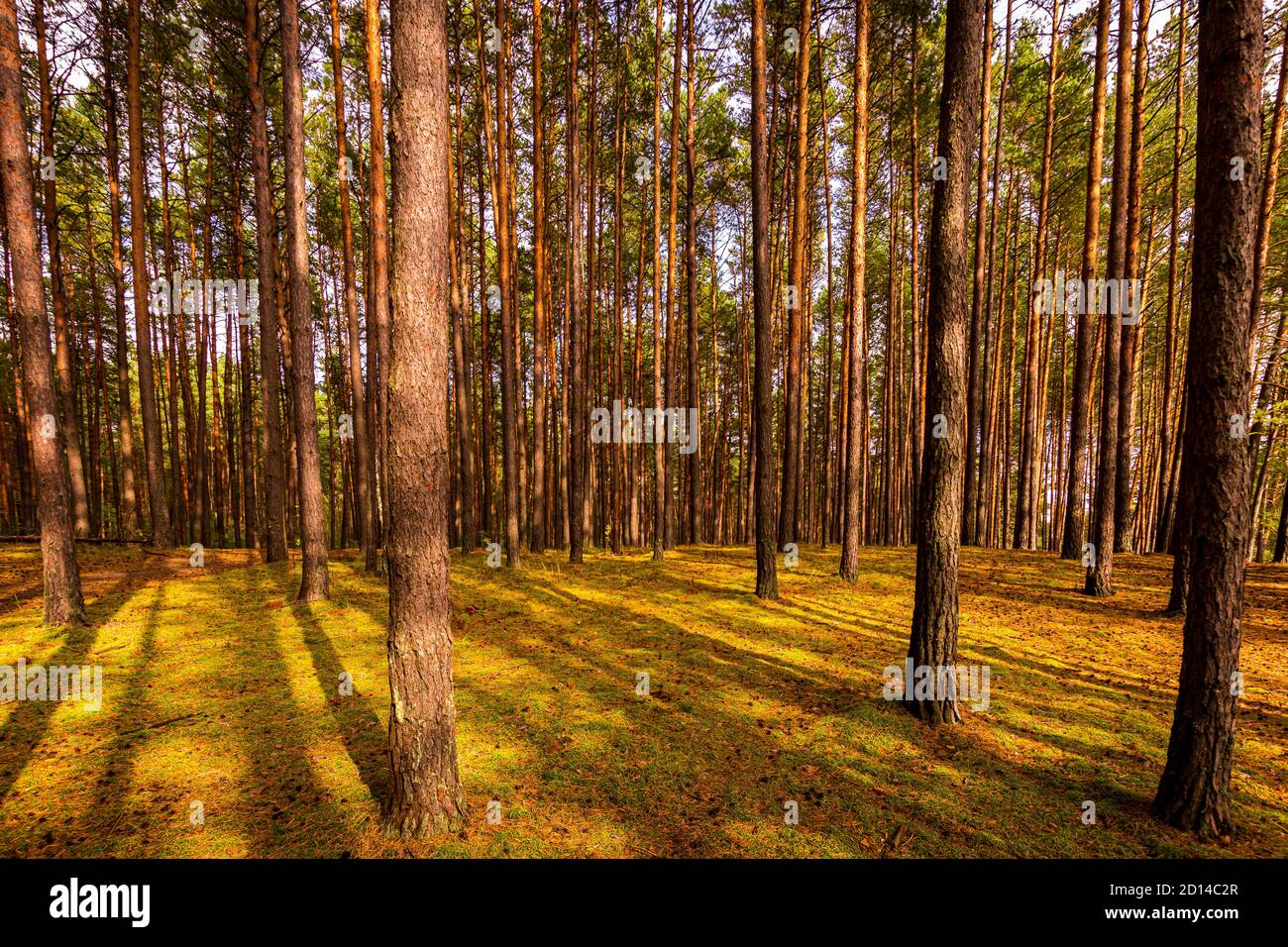 Autumn forest with pine trees standing in rows Stock Photo - Alamy