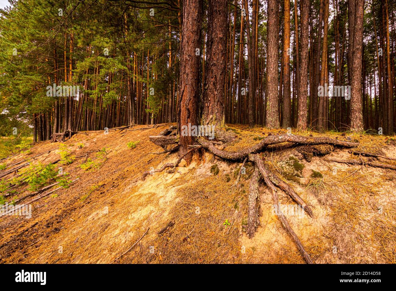 Autumn forest with pine trees standing in rows Stock Photo - Alamy