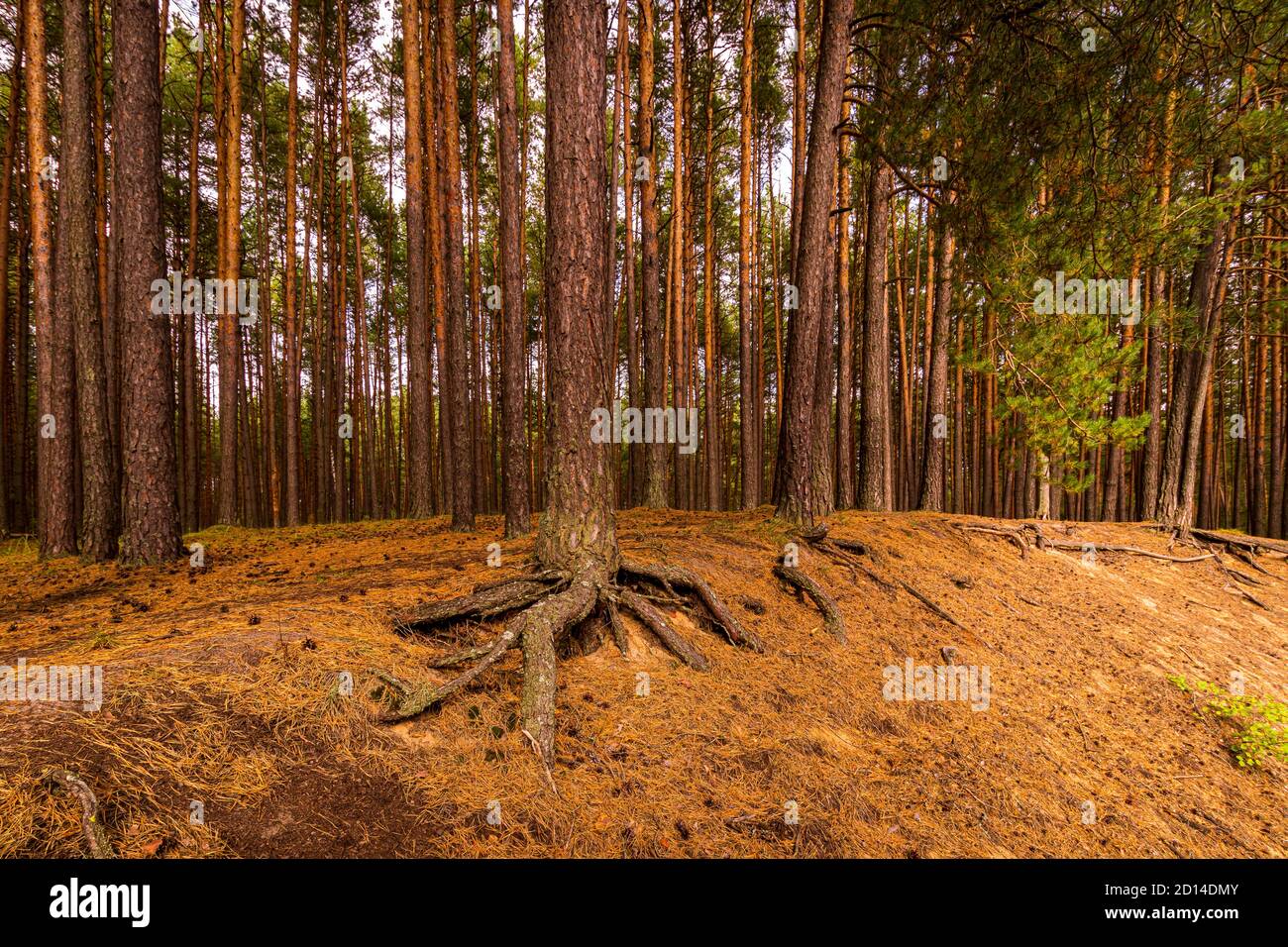 Autumn forest with pine trees standing in rows Stock Photo - Alamy