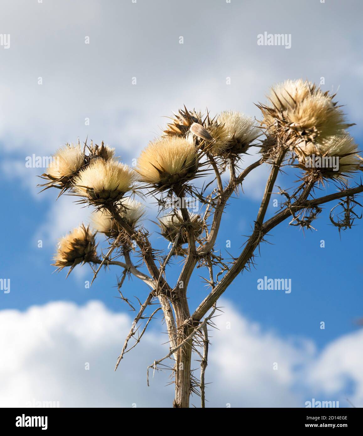 Maltese flora. Malta flora. Wildflower. Dry flower in Malta . Prickly ...