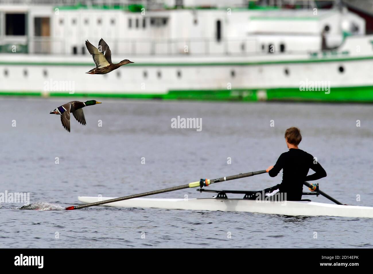 a single sculler on the water with two ducks flying above him Stock ...