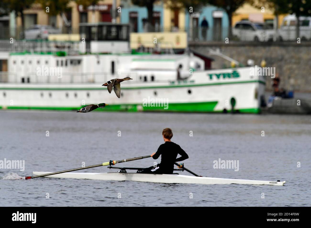 a single sculler on the water with two ducks flying above him Stock ...