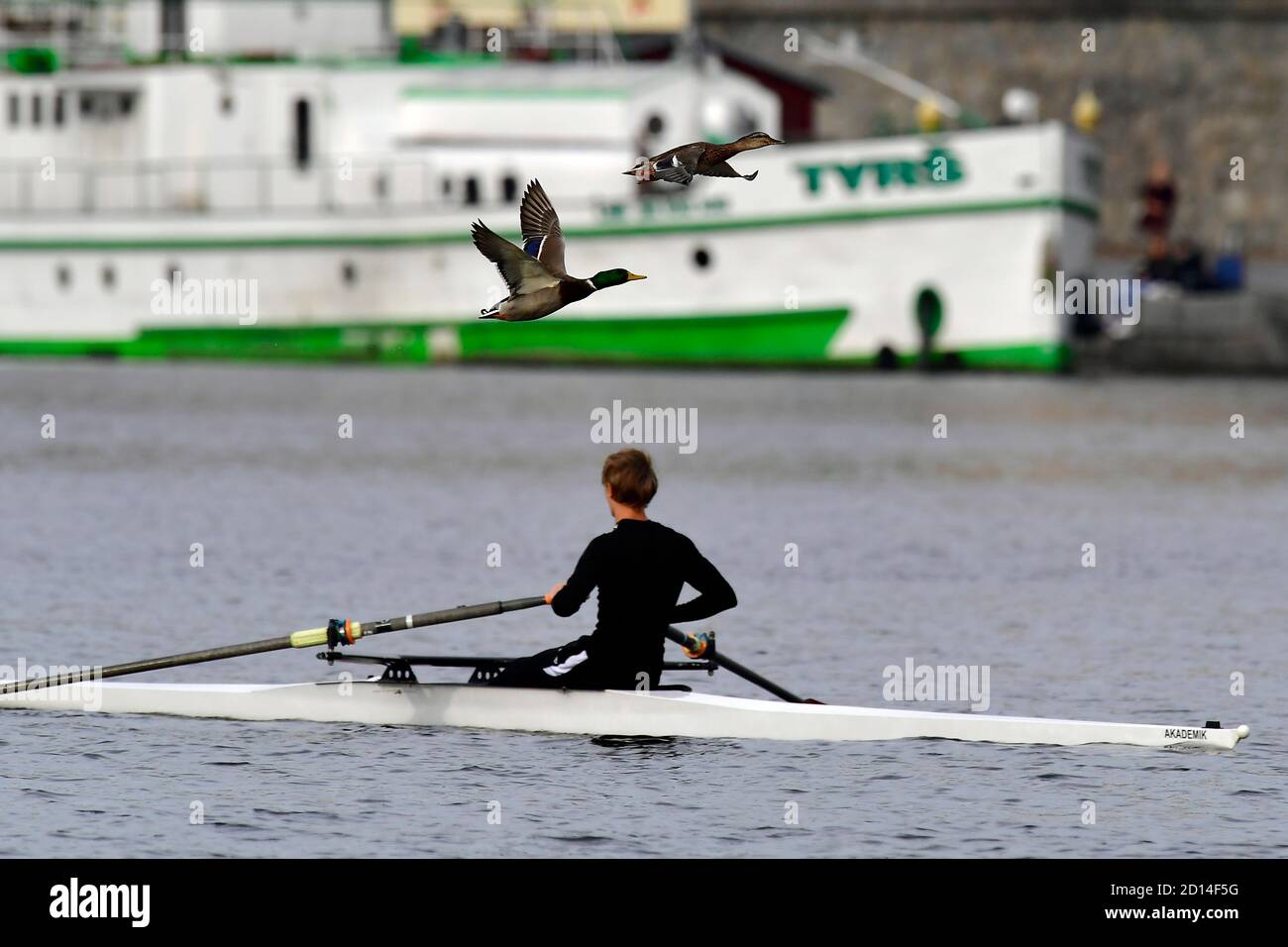 Water birds flying above the sculler hi-res stock photography and ...