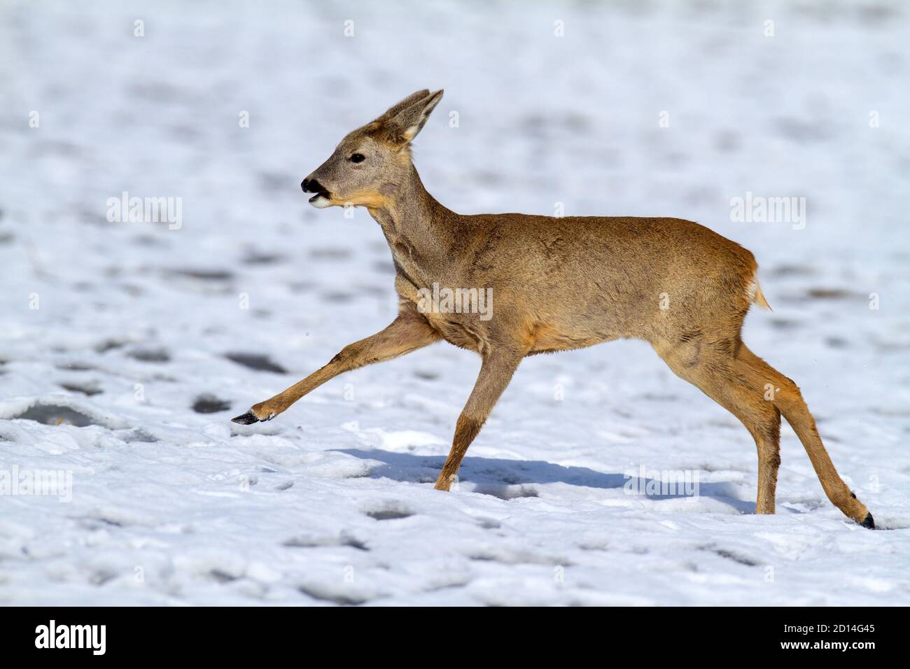 Deer running white background hi-res stock photography and images - Alamy