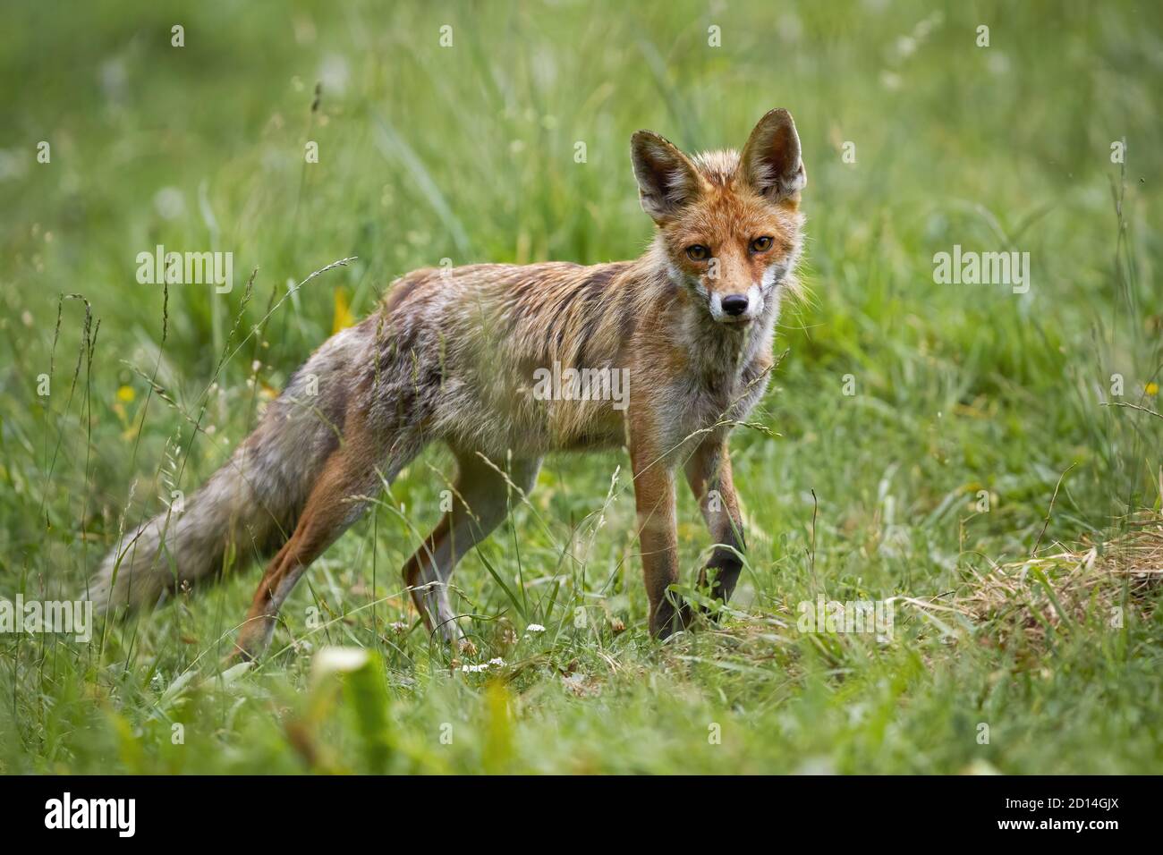 Red fox walking on meadow in summertime nature Stock Photo - Alamy