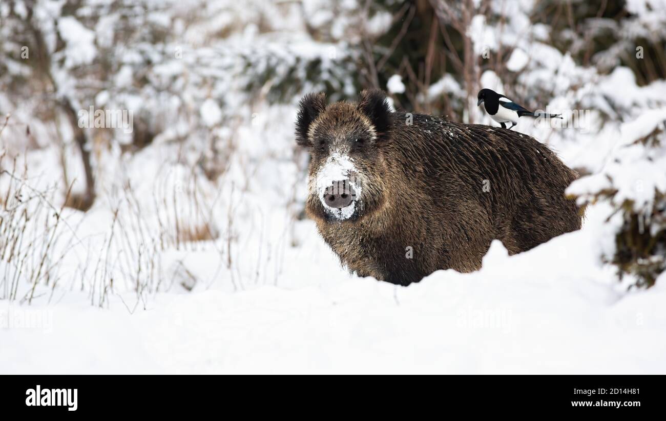 Wild boar standing on white field in wintertime nature Stock Photo - Alamy