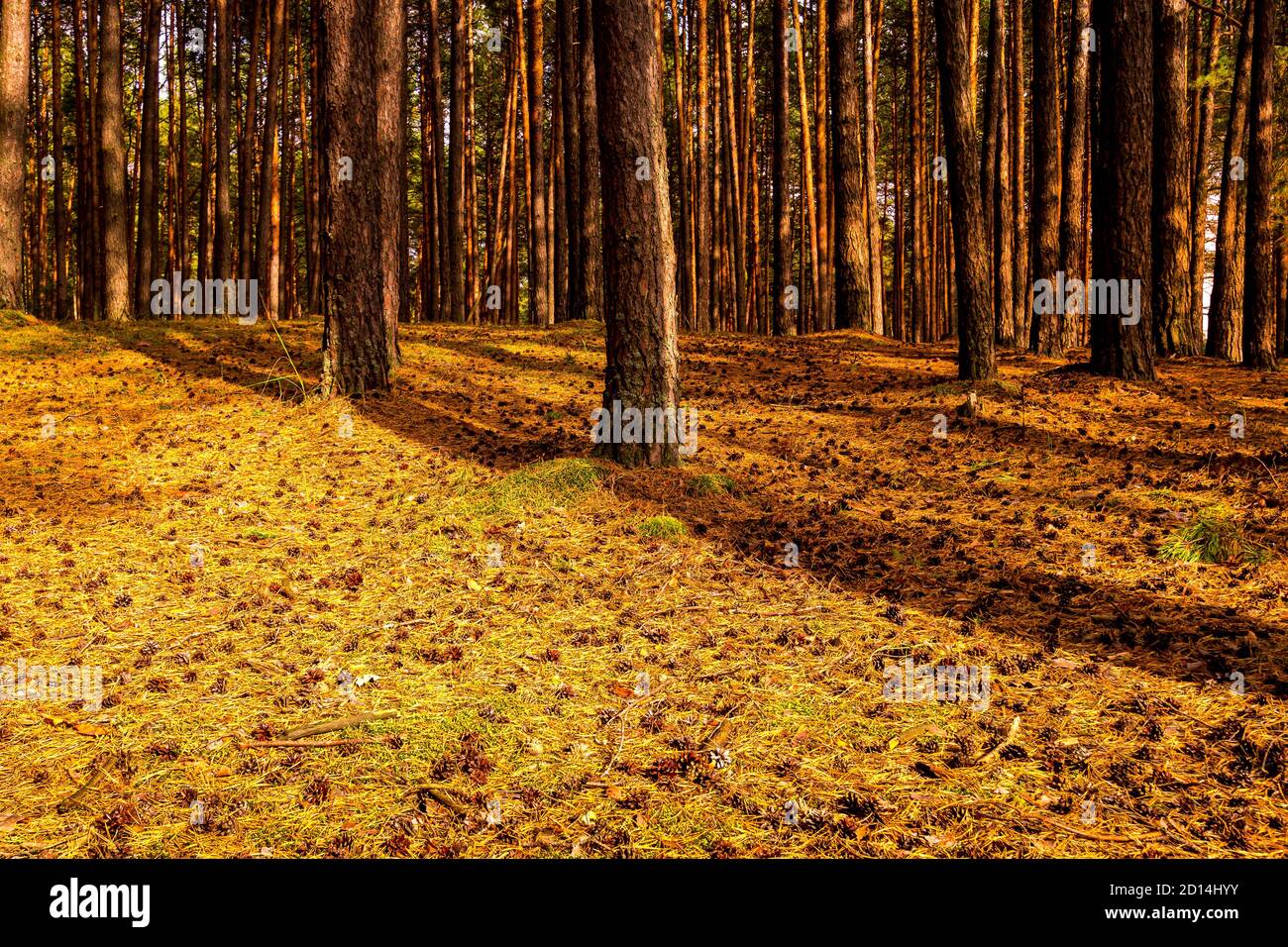 Autumn forest with pine trees standing in rows Stock Photo - Alamy