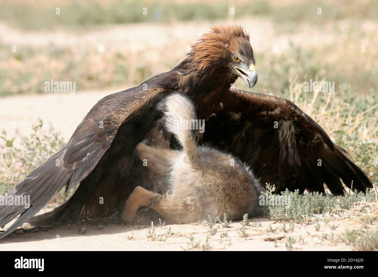 Wolf cub human hi-res stock photography and images - Alamy