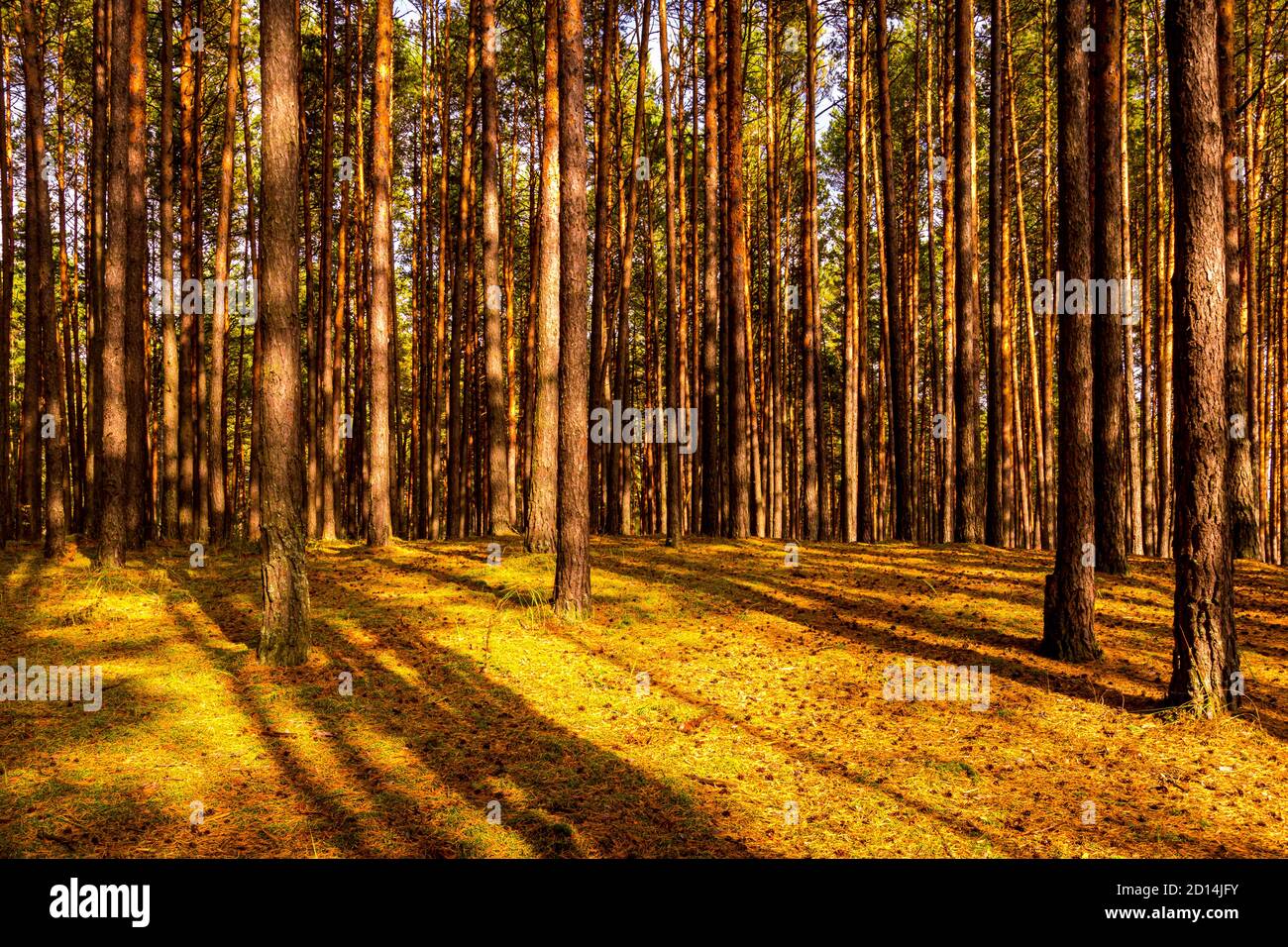 Autumn forest with pine trees standing in rows Stock Photo - Alamy