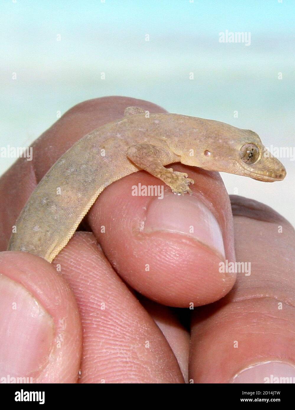Mauritius geckos hi-res stock photography and images - Alamy