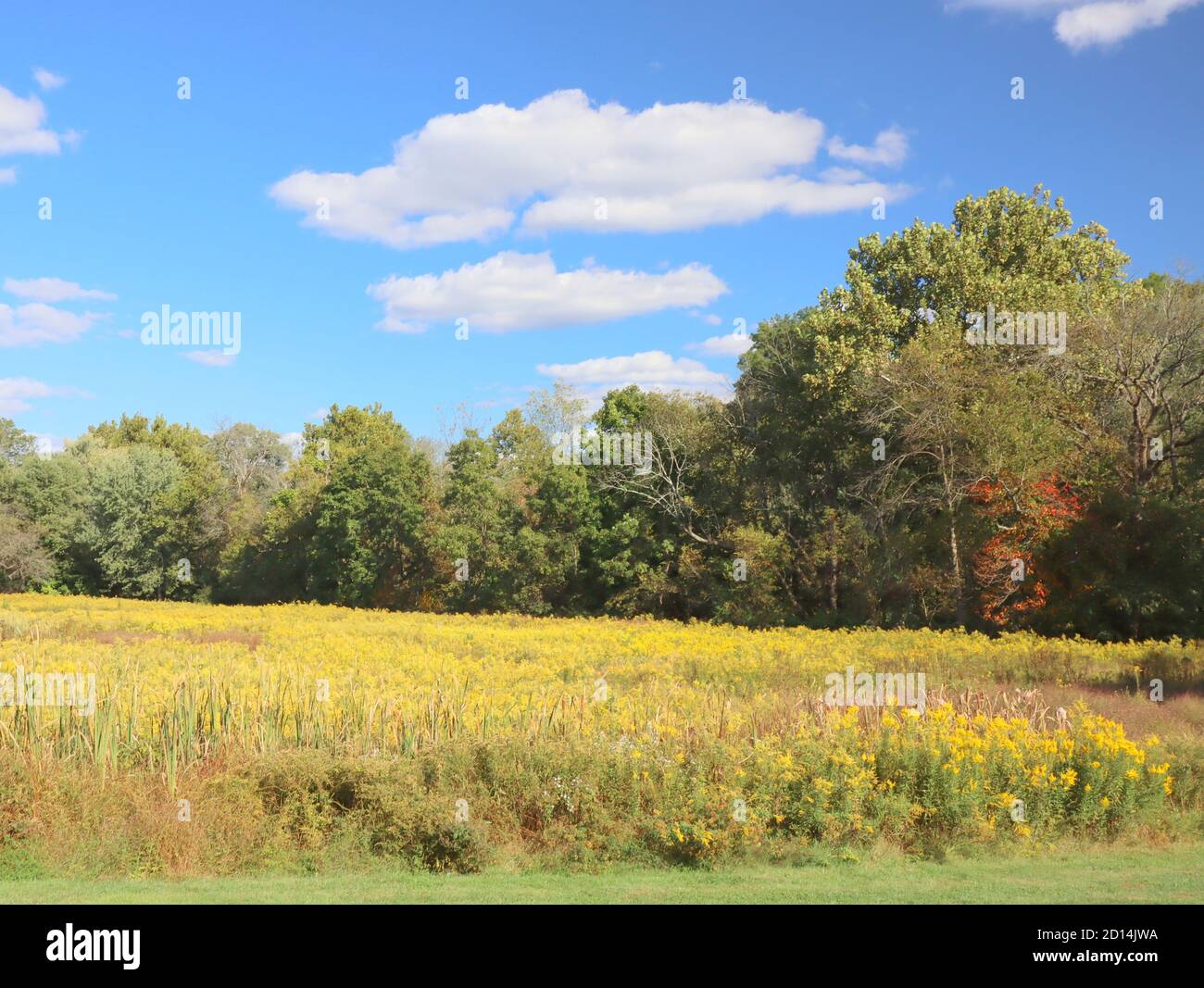 The meadow and open field shows the trees and sky Stock Photo - Alamy