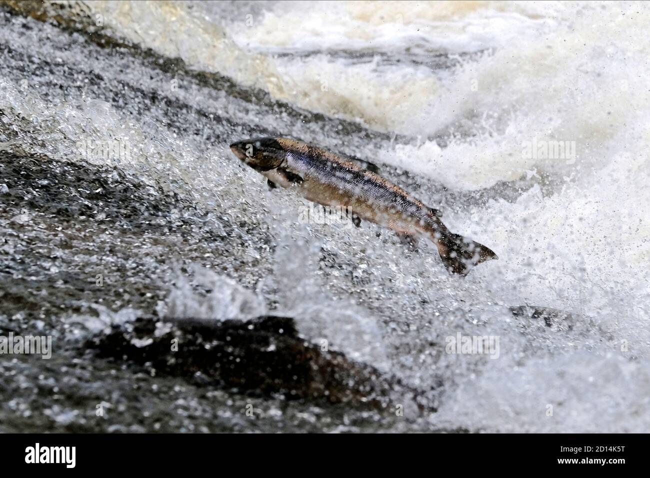 Philiphaugh Estate High Resolution Stock Photography and Images - Alamy