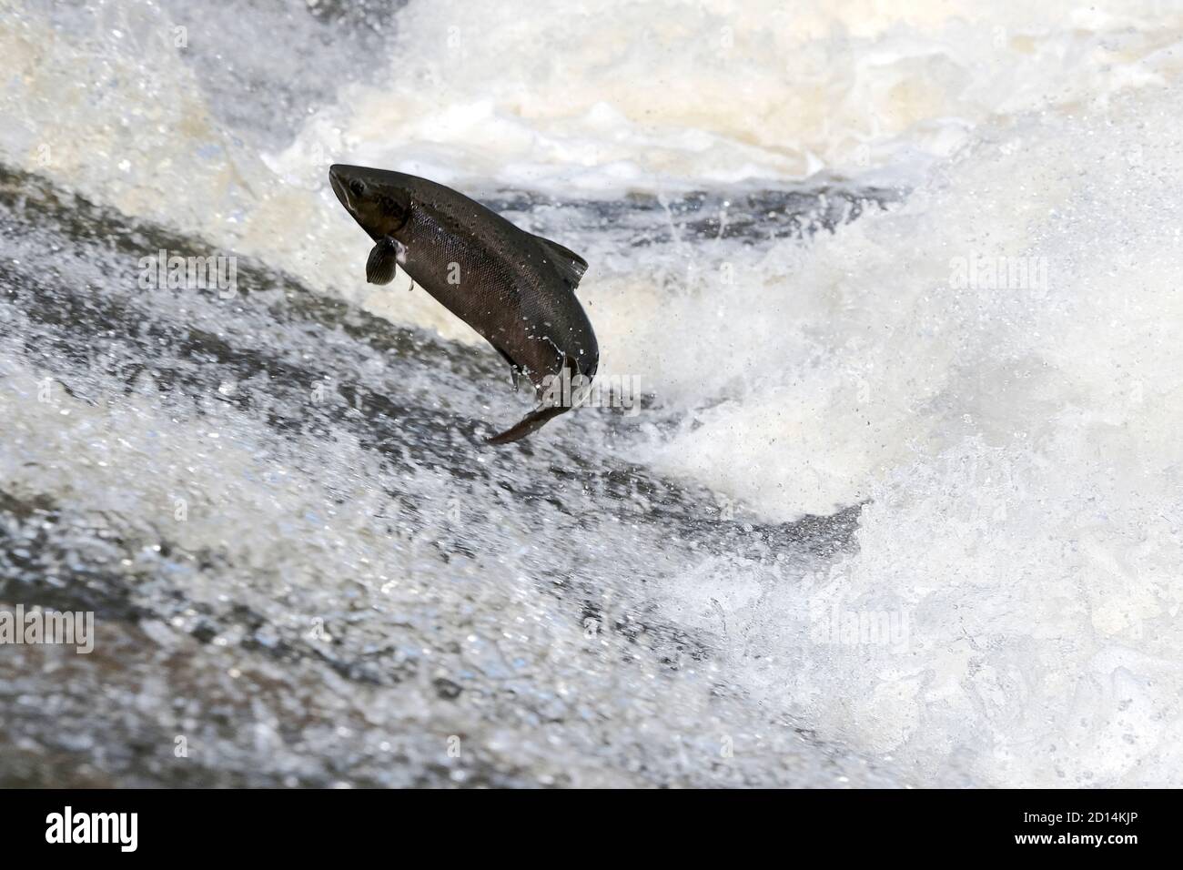 Selkirk, UK. 05.Oct.2020. October Salmon Migration Salmon on the River ...