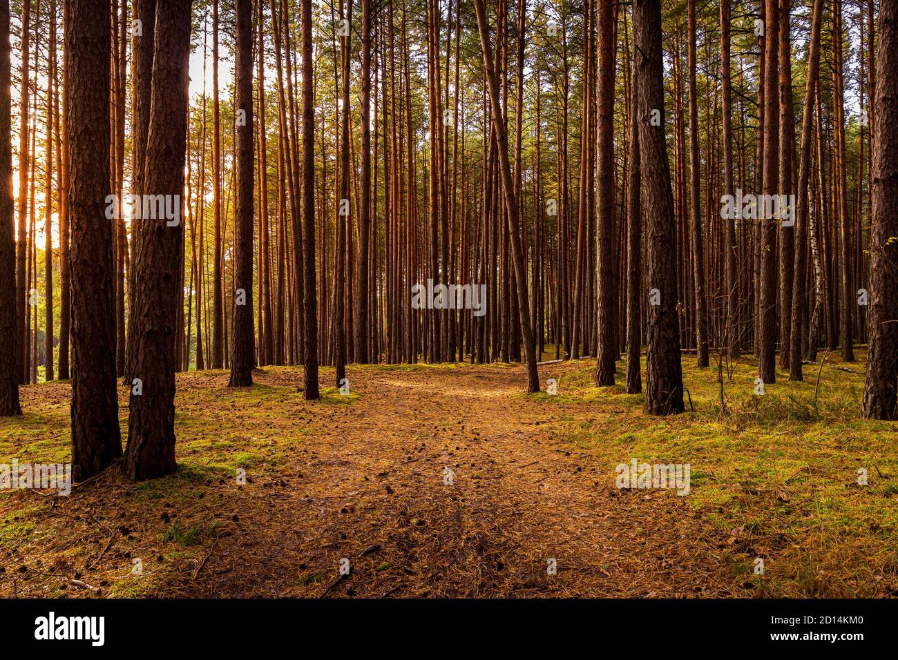 Autumn forest with pine trees standing in rows Stock Photo - Alamy