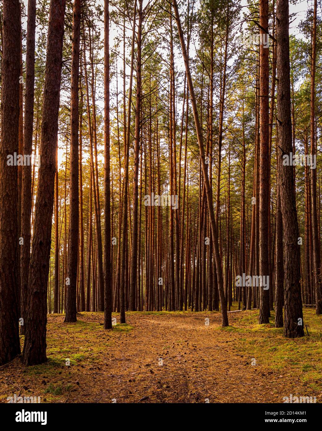 Autumn forest with pine trees standing in rows Stock Photo - Alamy