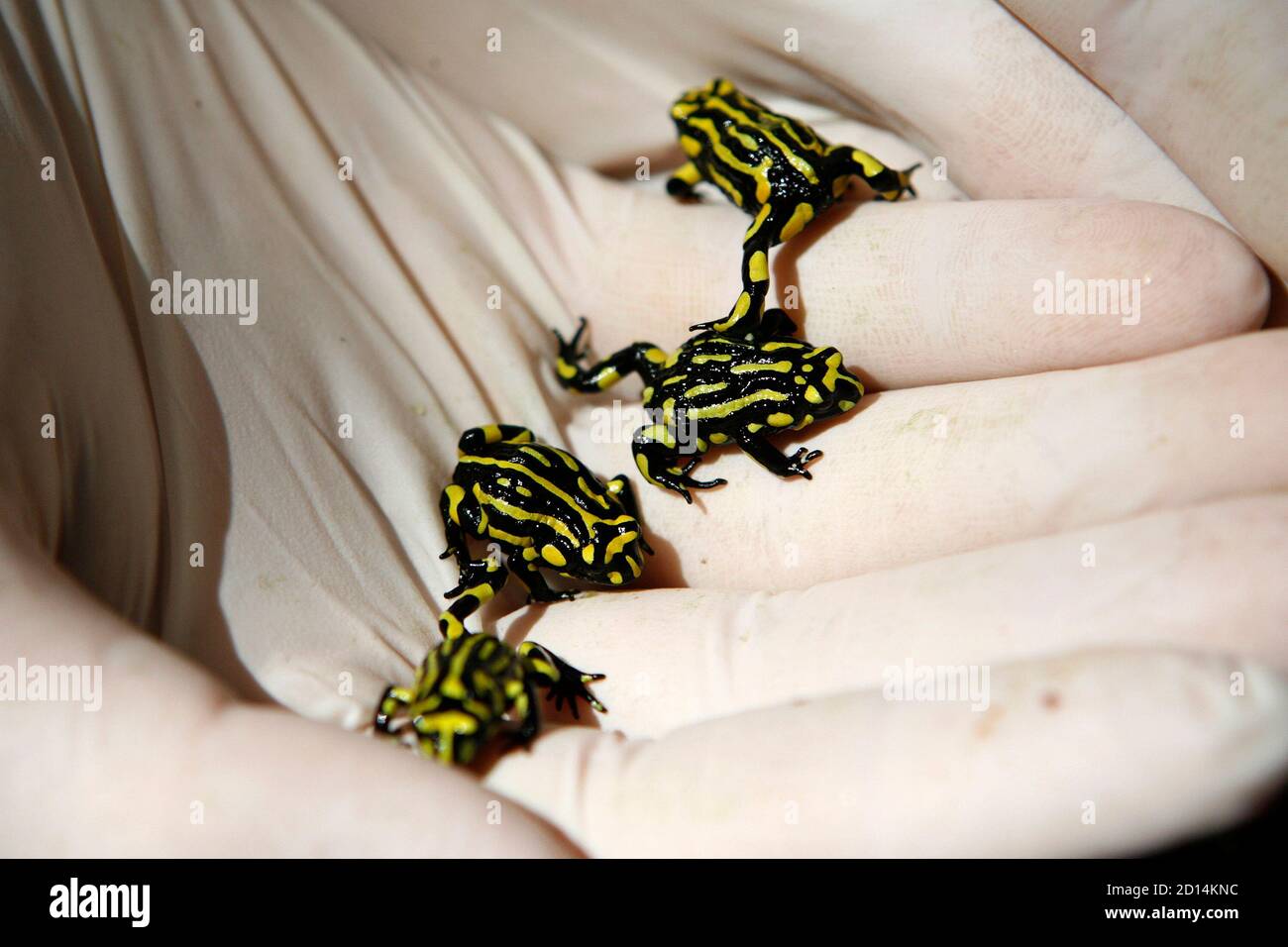 Australian frogs sydney hi-res stock photography and images - Alamy