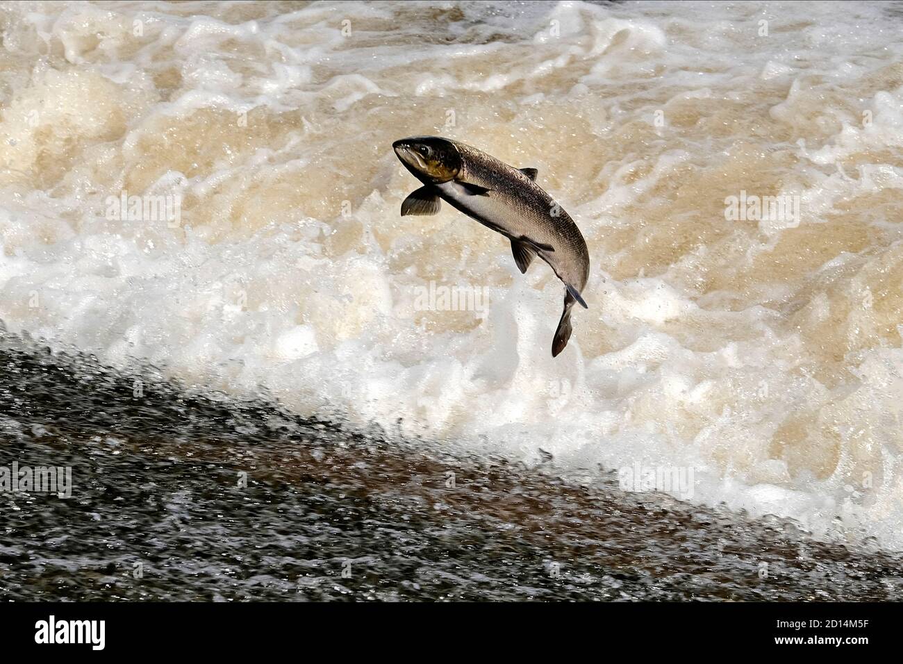 Selkirk, UK. 05.Oct.2020. October Salmon Migration Salmon on the River ...