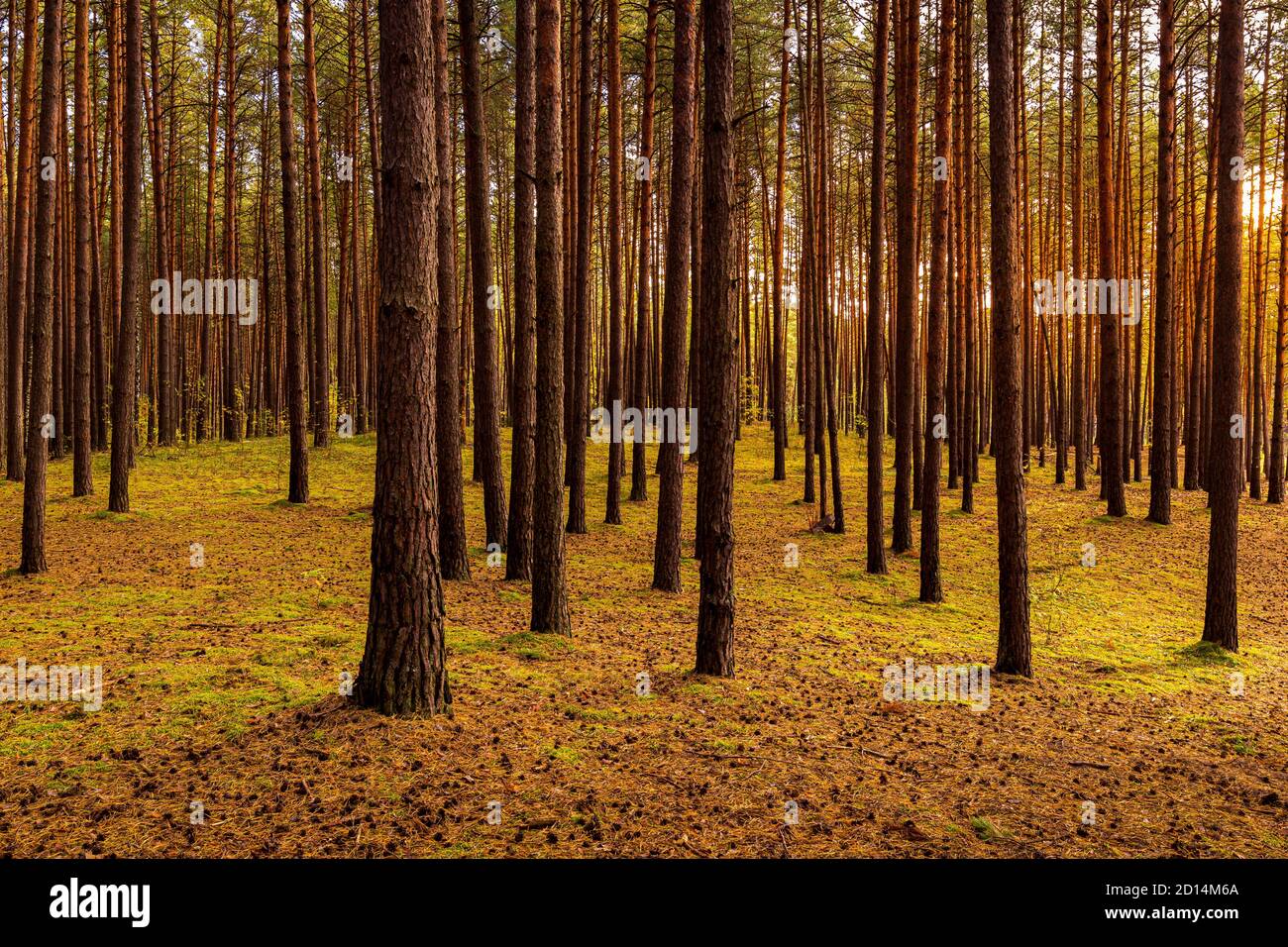 Autumn forest with pine trees standing in rows Stock Photo - Alamy