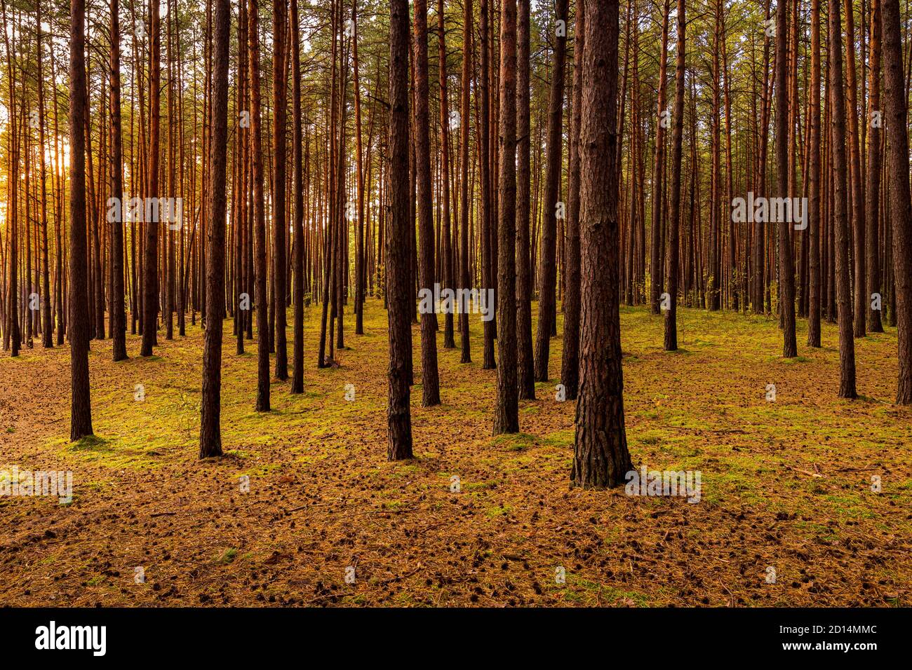 Autumn forest with pine trees standing in rows Stock Photo - Alamy