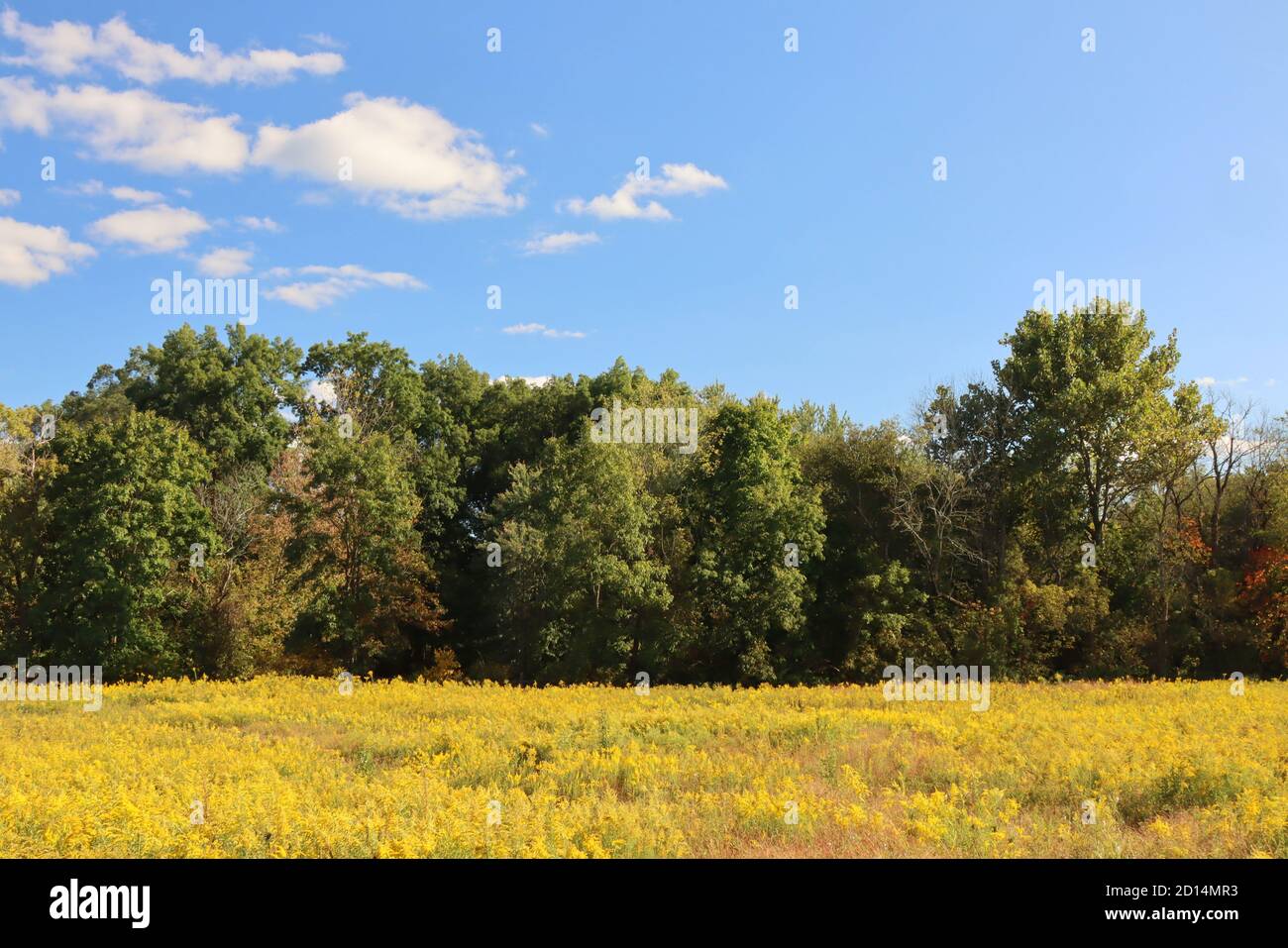 The meadow and open field shows the trees and sky Stock Photo - Alamy