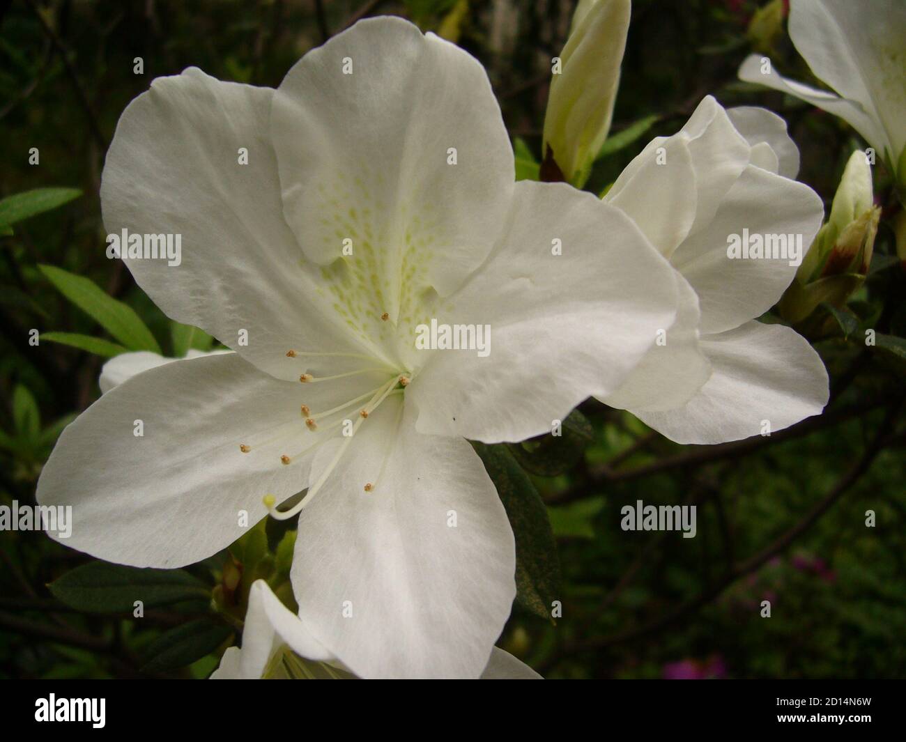Closeup shot of white lily flowers Stock Photo - Alamy