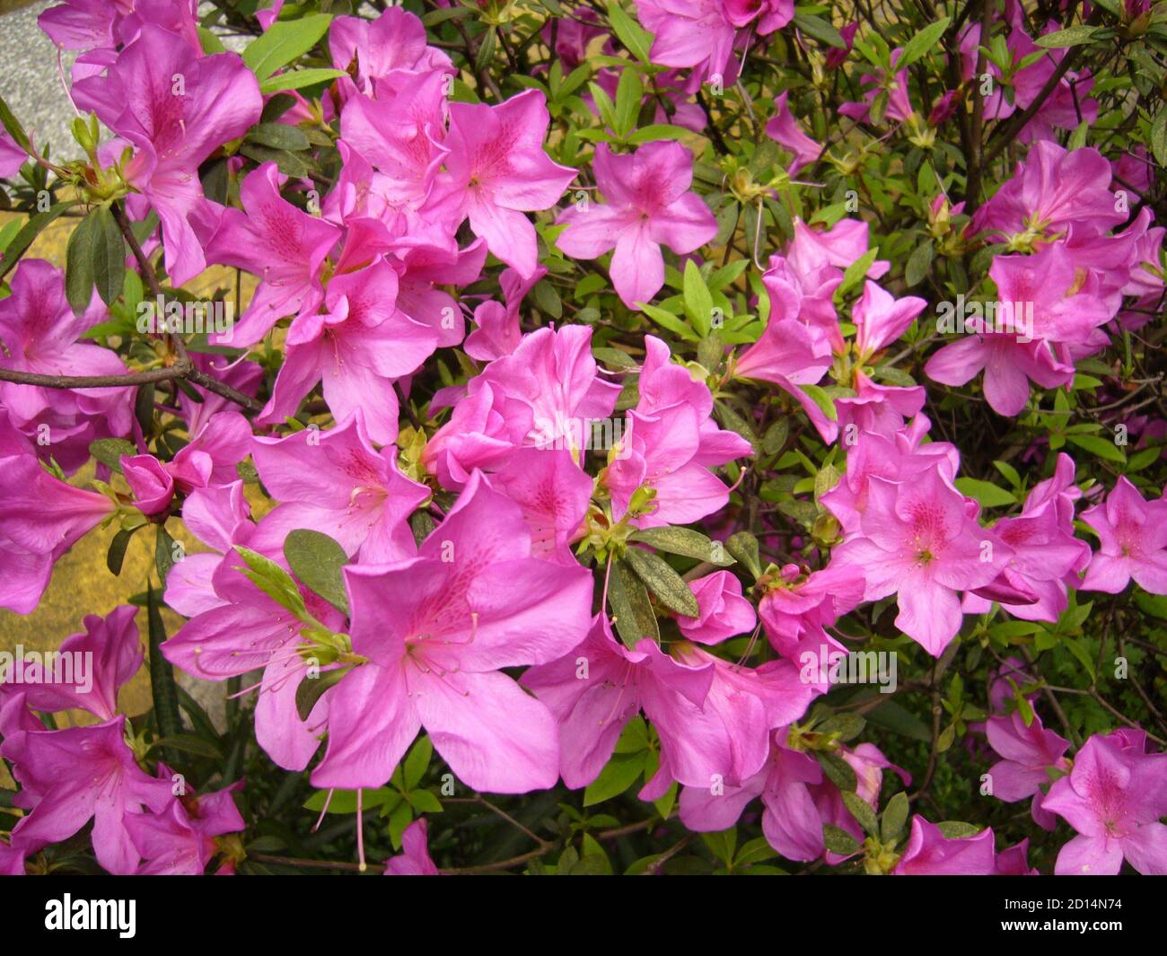 Closeup shot of pink Peruvian lily flowers Stock Photo - Alamy