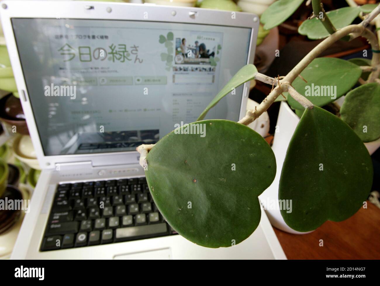 Midori Plant High Resolution Stock Photography and Images - Alamy