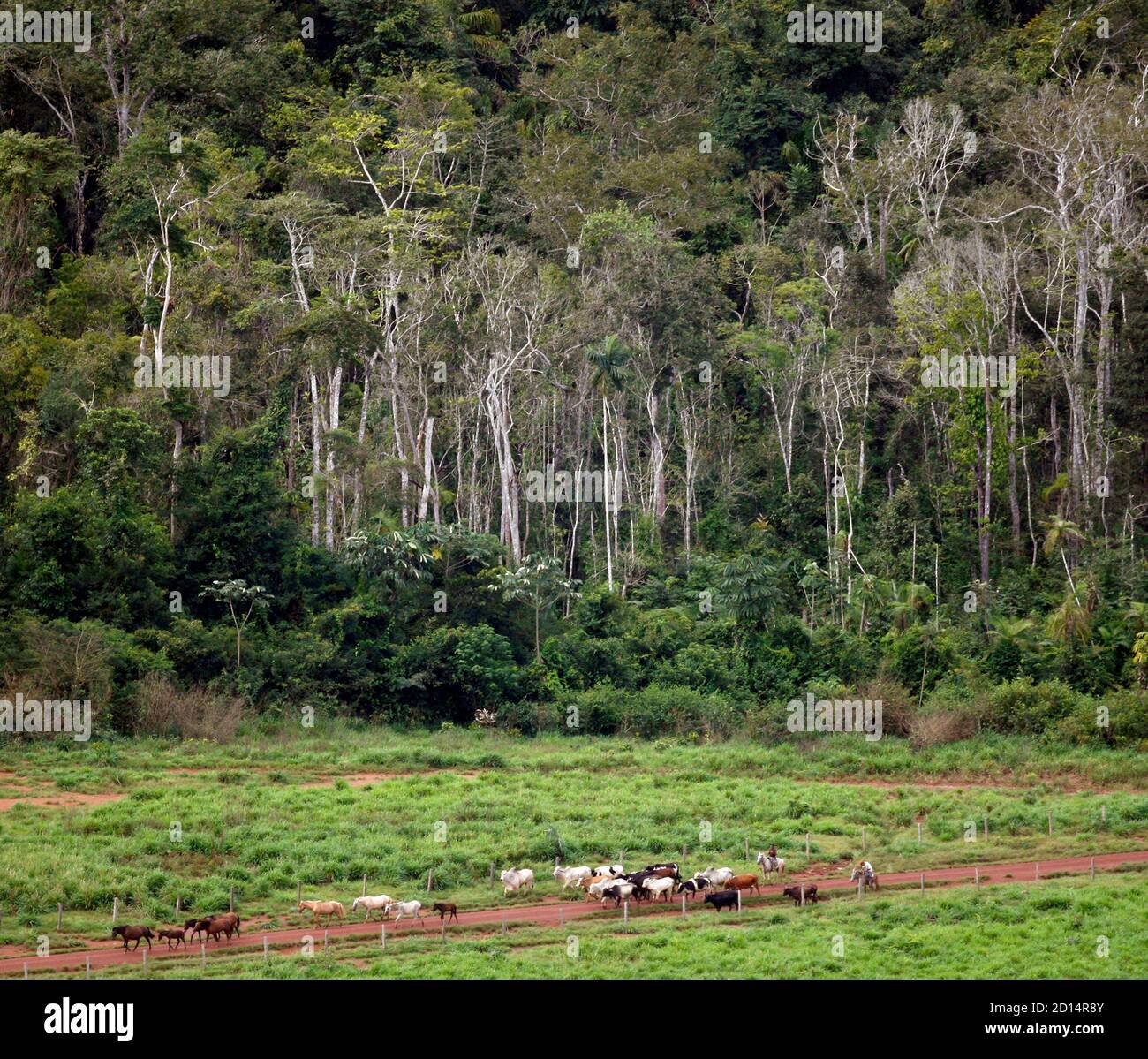 Amazon rainforest deforestation cattle hi-res stock photography and ...