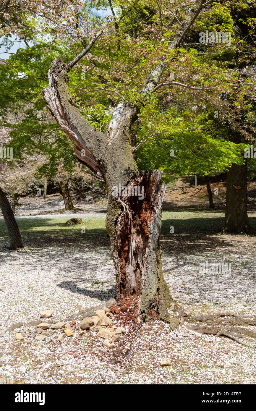 Old, damaged tree surrounded by fallen cherry blossom, Nara, Japan ...