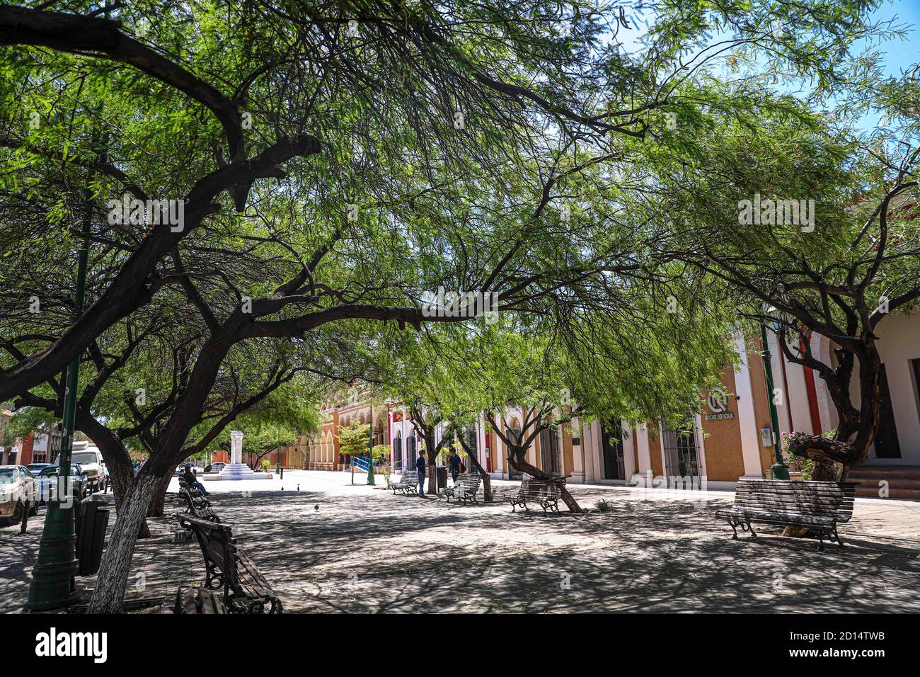 shade of mesquite trees on the esplanade of Plaza Hidalgo in the ...