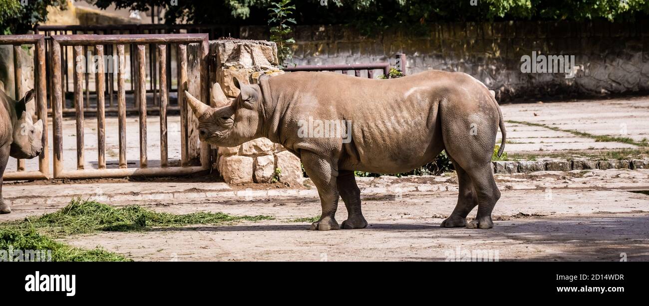 Big mighty rhino standing in his enclosure in the zoo Stock Photo - Alamy