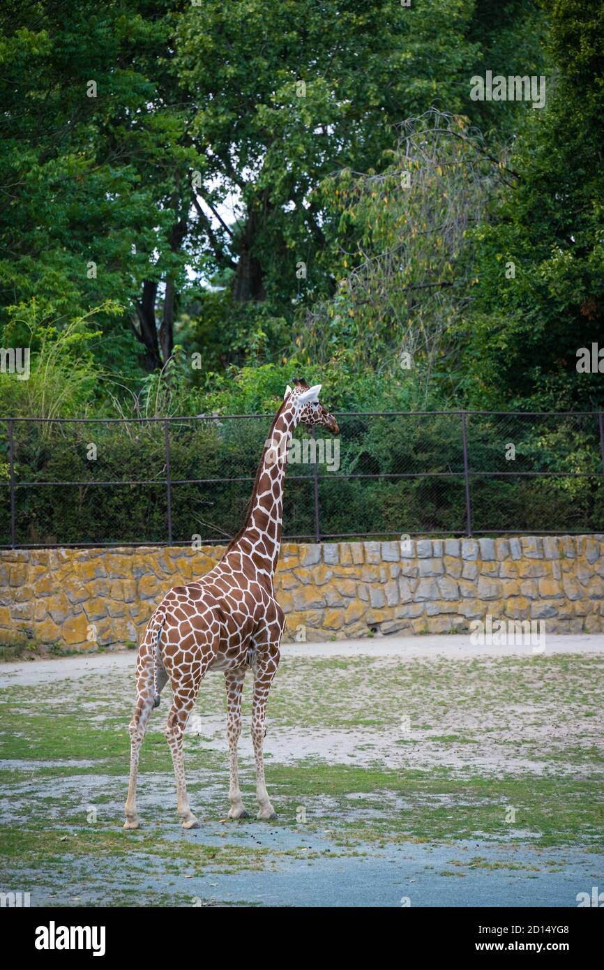 Vertical shot giraffe in hi-res stock photography and images - Alamy