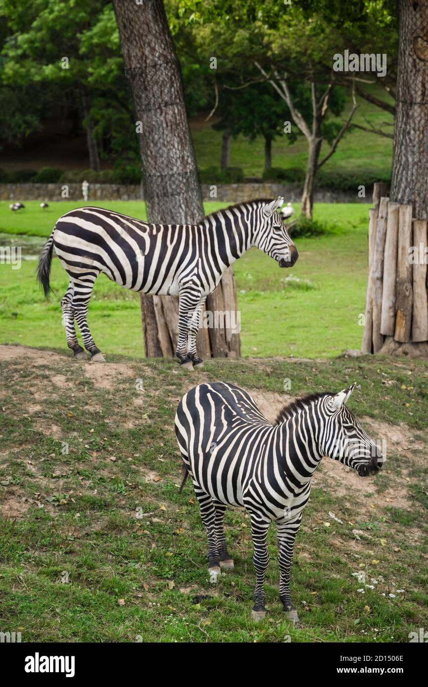 Savanna enclosure hi-res stock photography and images - Alamy