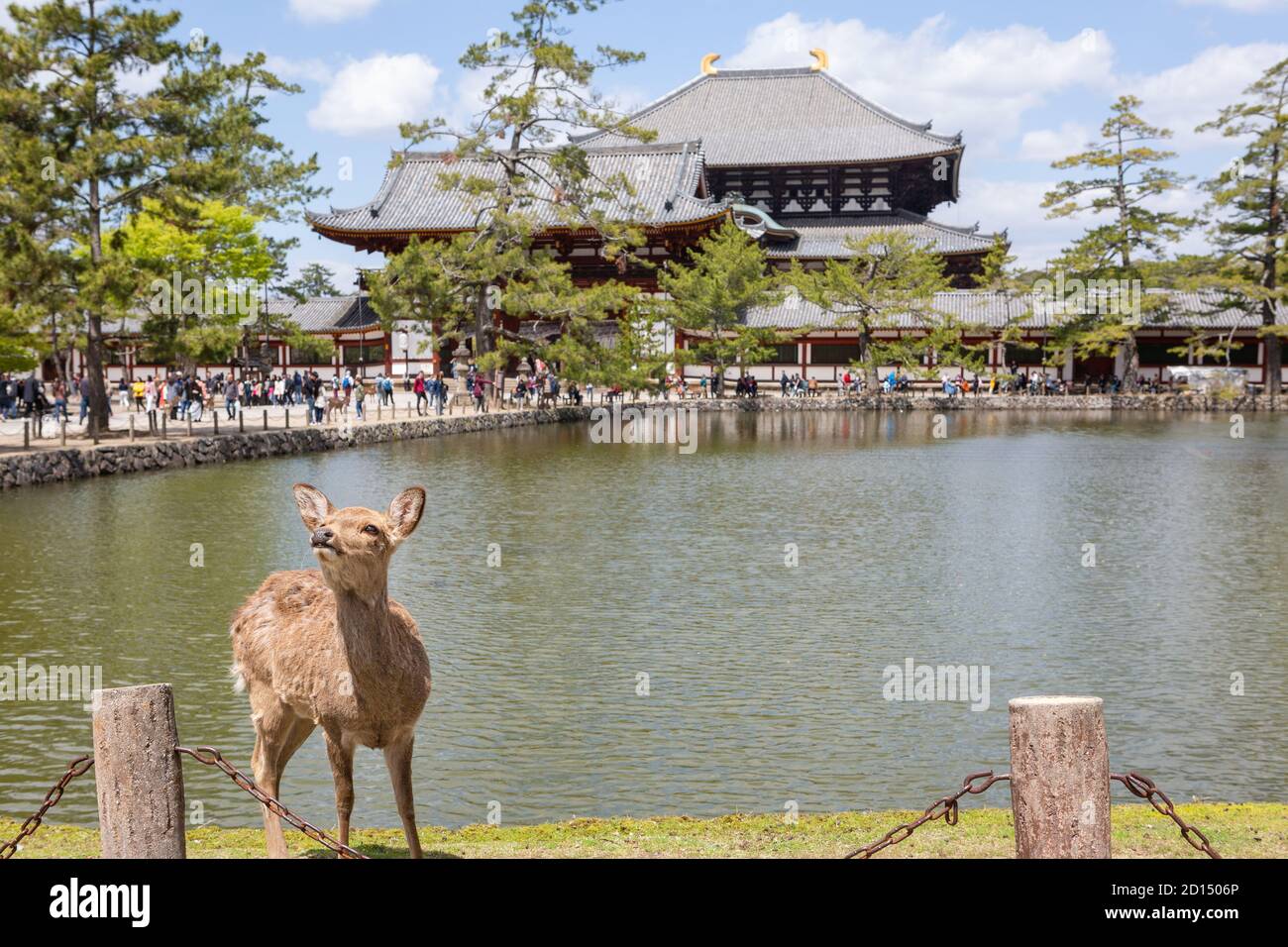 Deer nara todai hi-res stock photography and images - Alamy