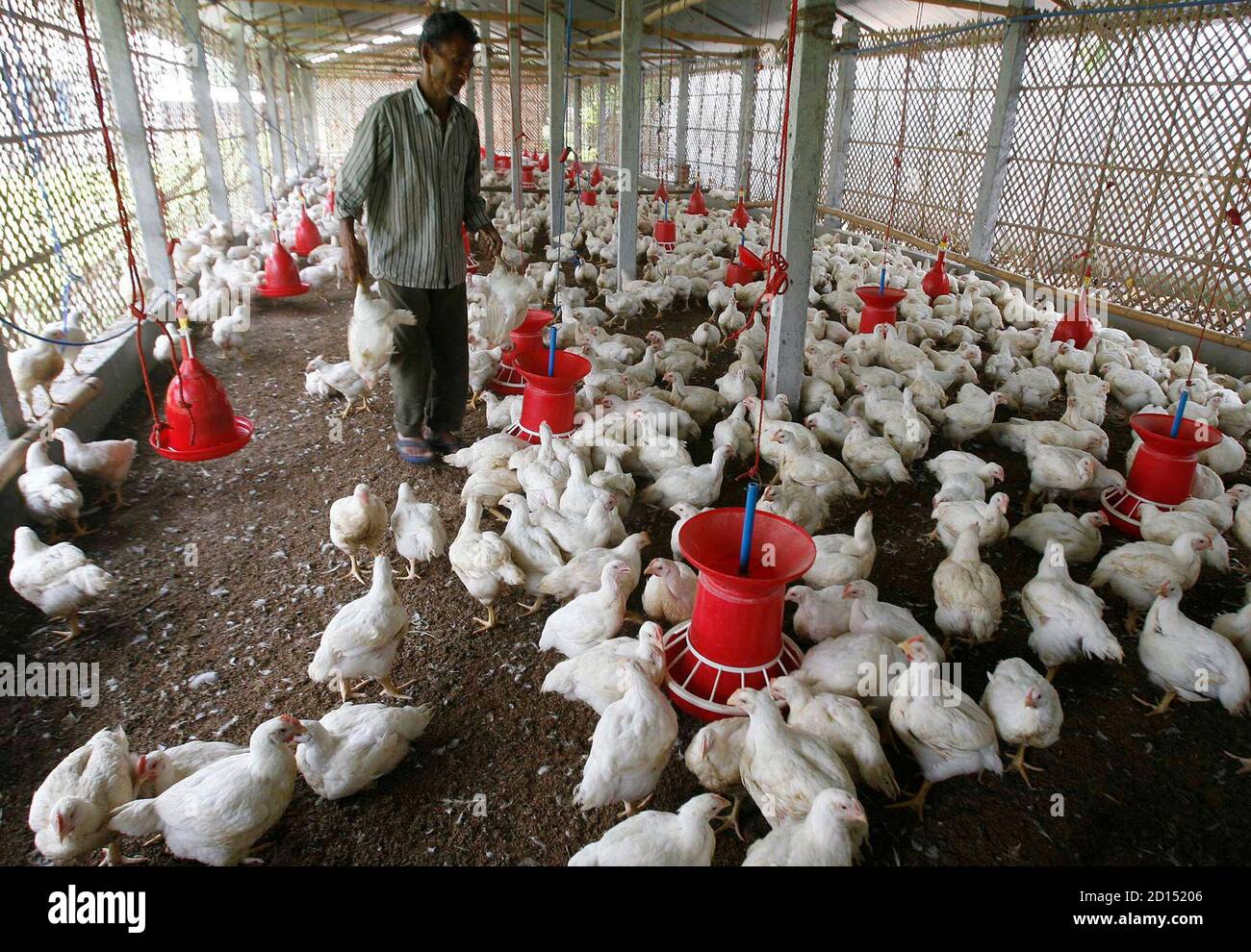 Poultry farm india hi-res stock photography and images - Alamy