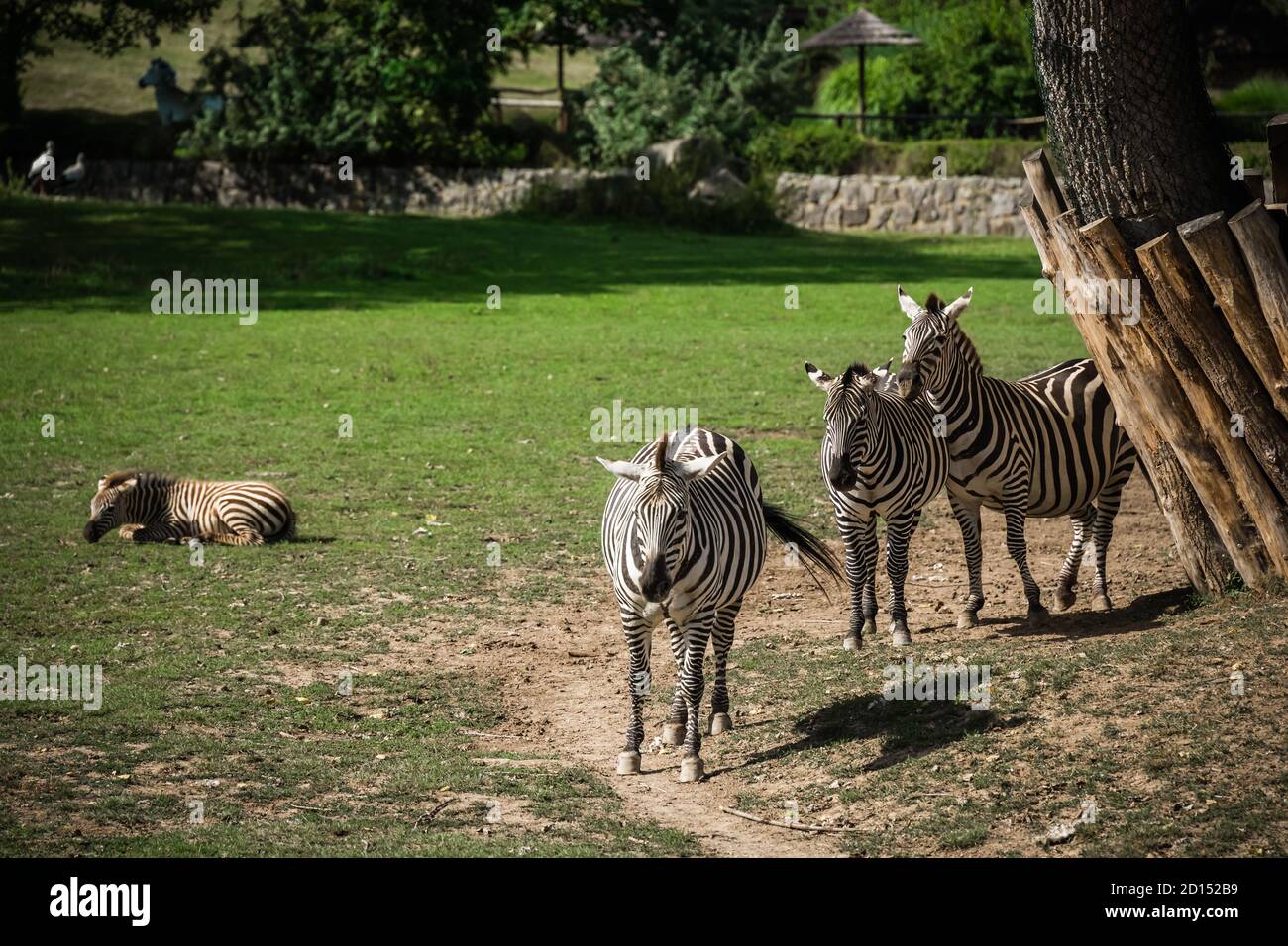 Three zebras standing together in an enclosure at the zoo Stock Photo ...