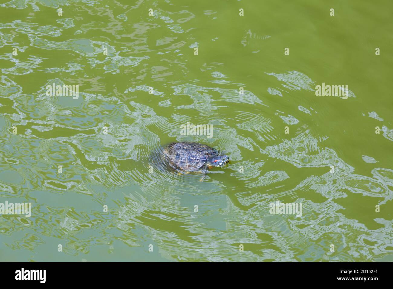 Turtle in Nara, Japan Stock Photo - Alamy
