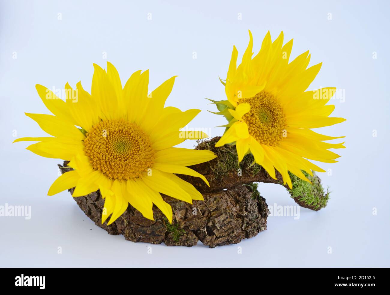 Two Sunflowers on tree bark on white background Top view, flat lay ...
