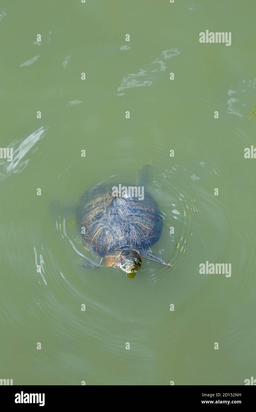 Turtle in Nara, Japan Stock Photo - Alamy