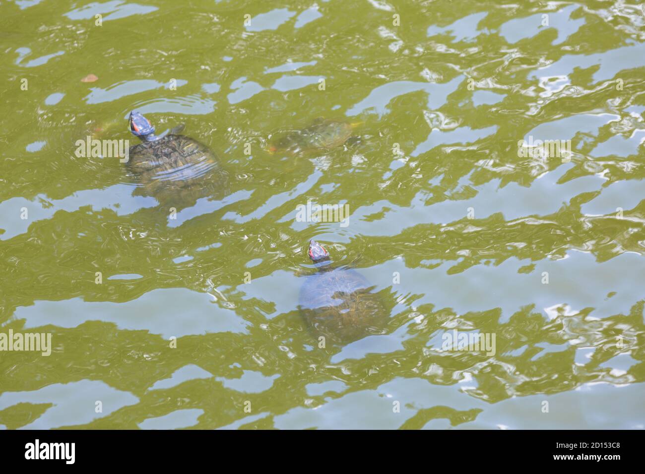 Turtles in Nara, Japan Stock Photo - Alamy