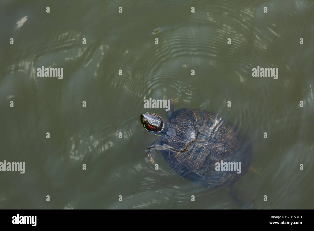 Turtle in Nara, Japan Stock Photo - Alamy