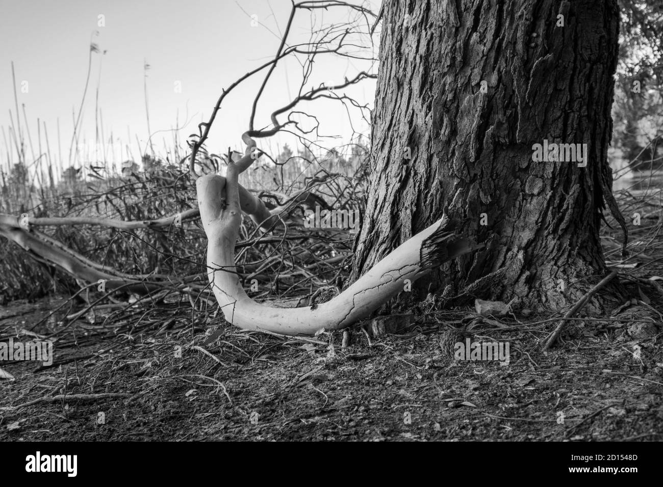 Athalassa Lake in Cyprus with beautifully lit water, tree bark and ...