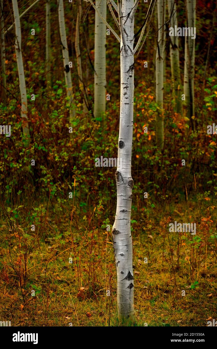Aspen trees in fall with autumn colors lush forest birch red maples ...