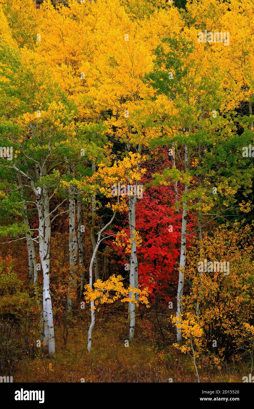Aspen trees in fall with autumn colors lush forest birch red maples ...