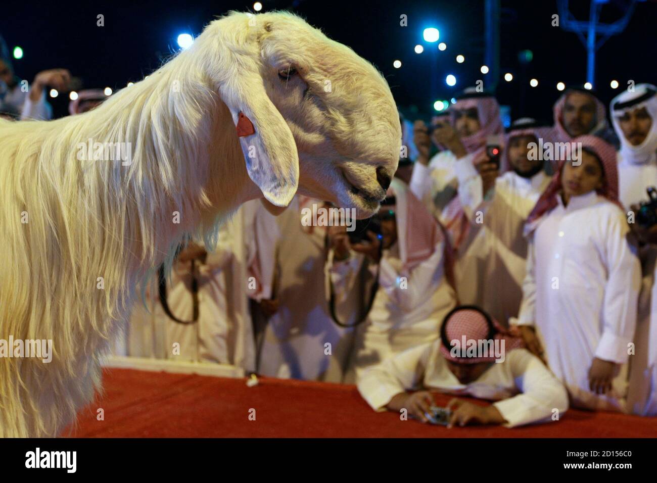 Shami Goat High Resolution Stock Photography and Images - Alamy
