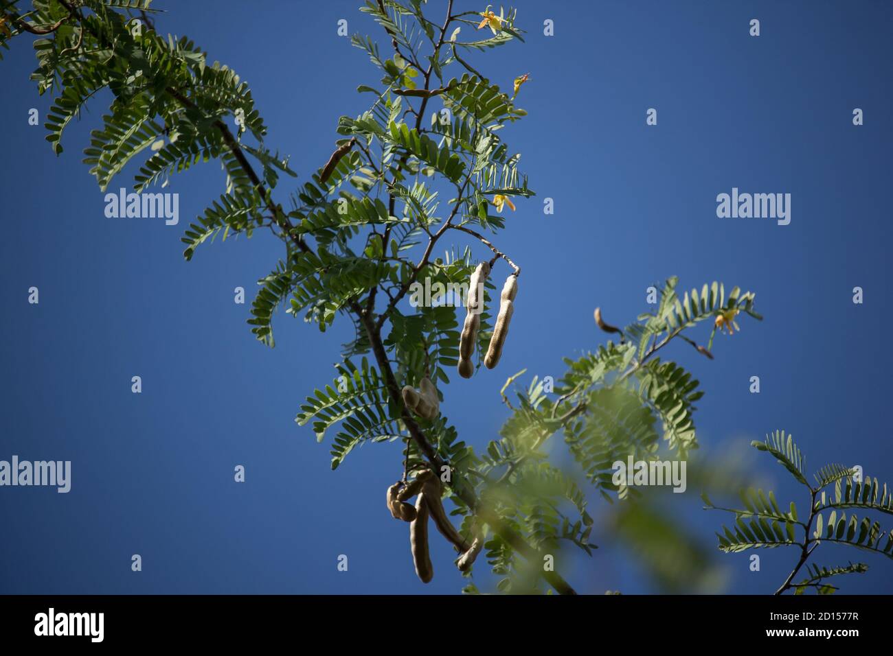 Tamarine tree hi-res stock photography and images - Alamy