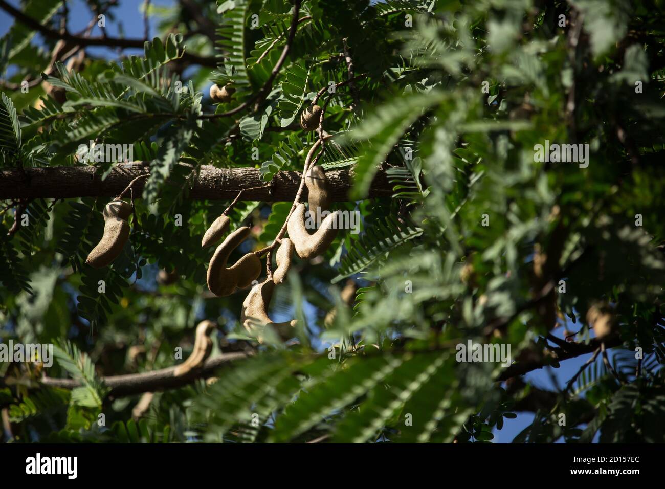 Tamarine Tree High Resolution Stock Photography and Images - Alamy