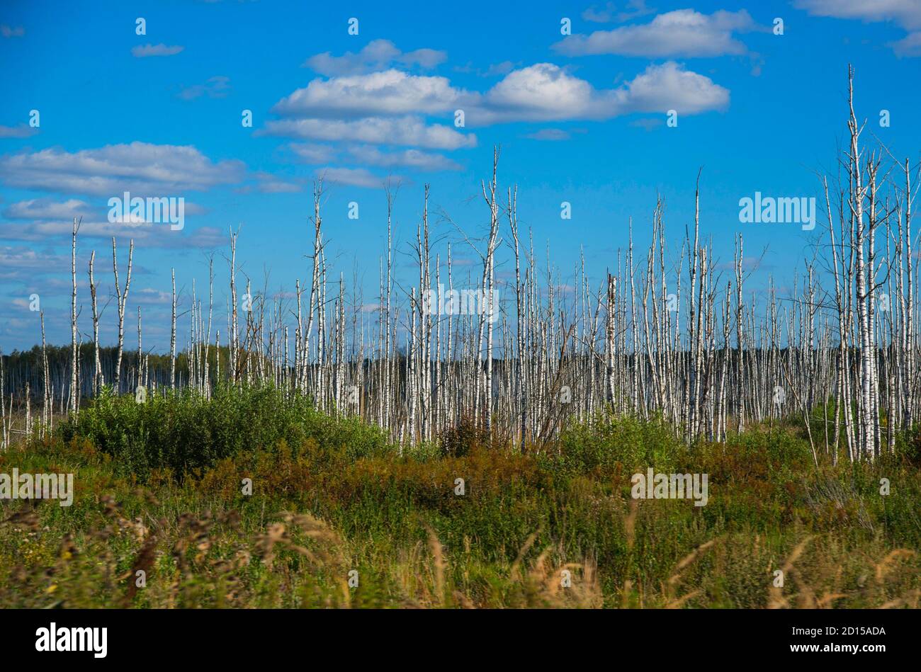Birch grove in swamps in central Russia Stock Photo - Alamy