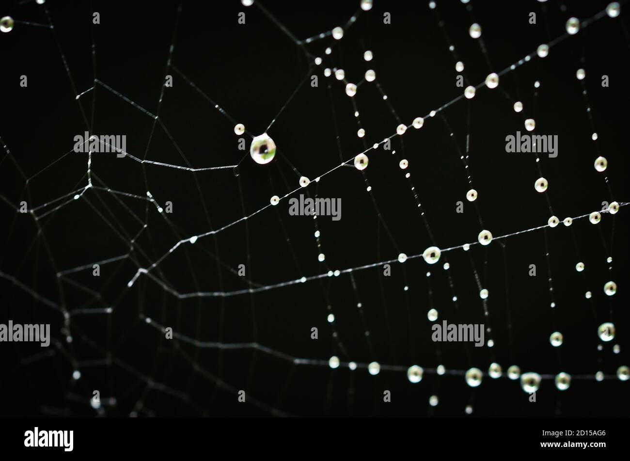 a macro of a beautiful spiders net in front of a black background with ...